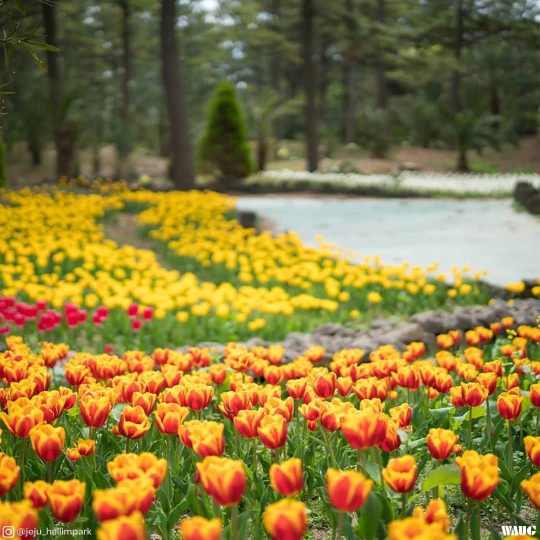 Hallim Park in Jeju: List of Festivals & Entrance Fee