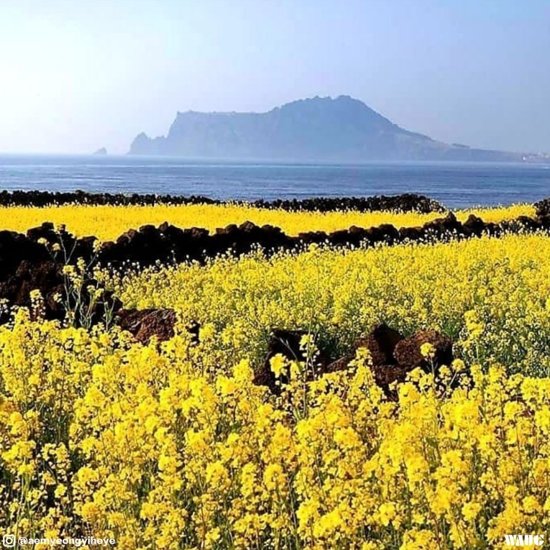 4 Jeju Island Winter Activities You Can't Miss