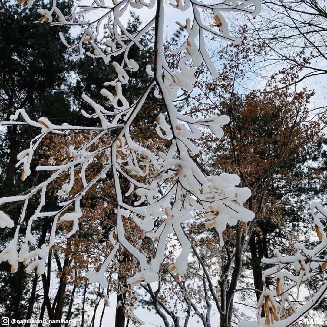Nami Island in Winter: 2020-21 Guide & Best Tour from Seoul