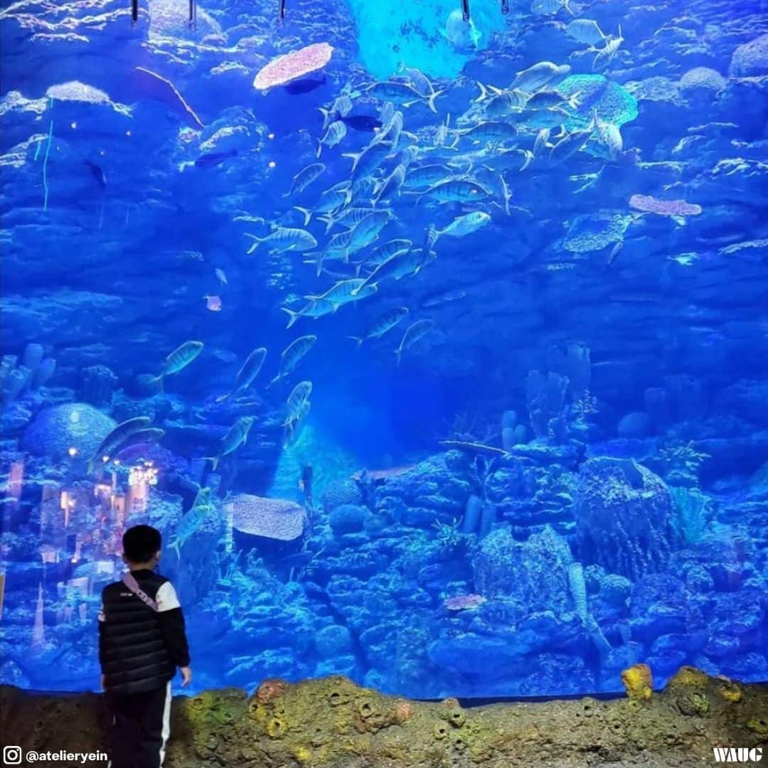 A Trip to SEA LIFE Busan: Guide & How to Get Tickets