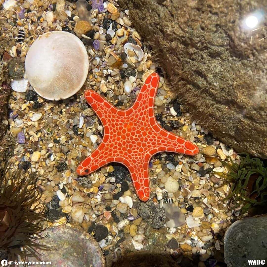 Book SEA LIFE Sydney Aquarium Tickets at a Discount!